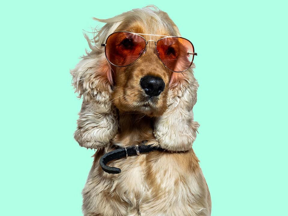 Haustiergadgets | Online auf Coolstuff (2026)
