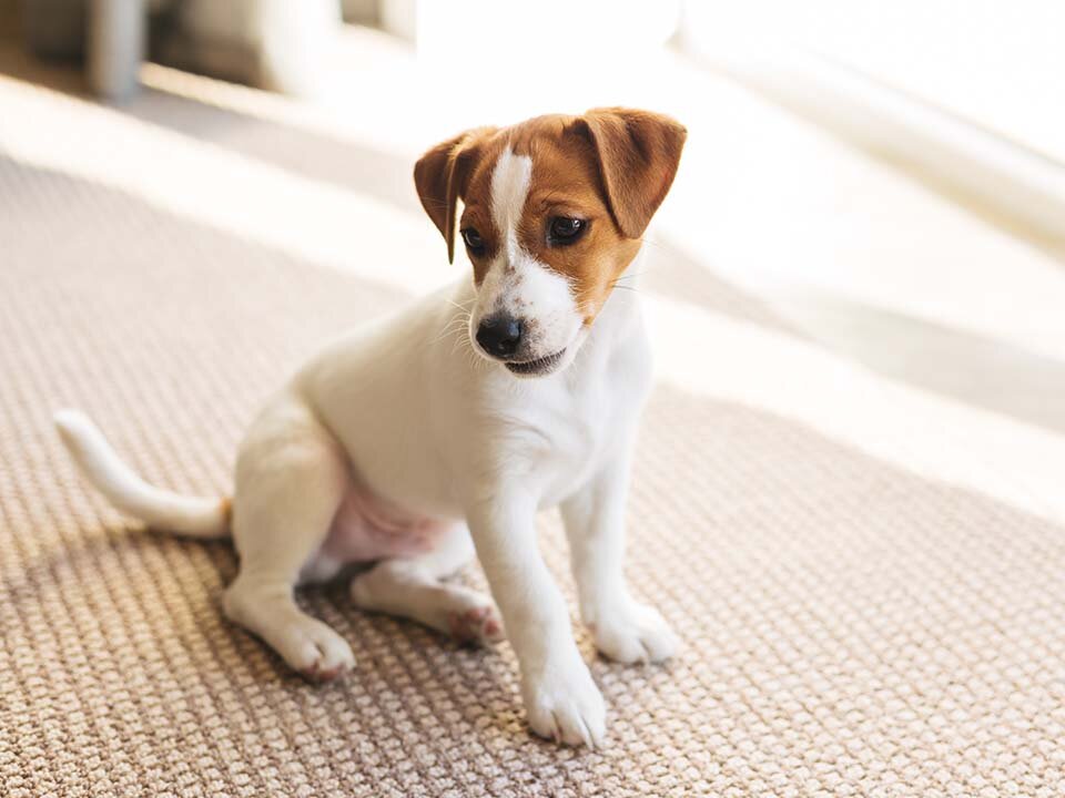 Hundeting, hundetilbehør og masse dingser til hunden | Online på ...