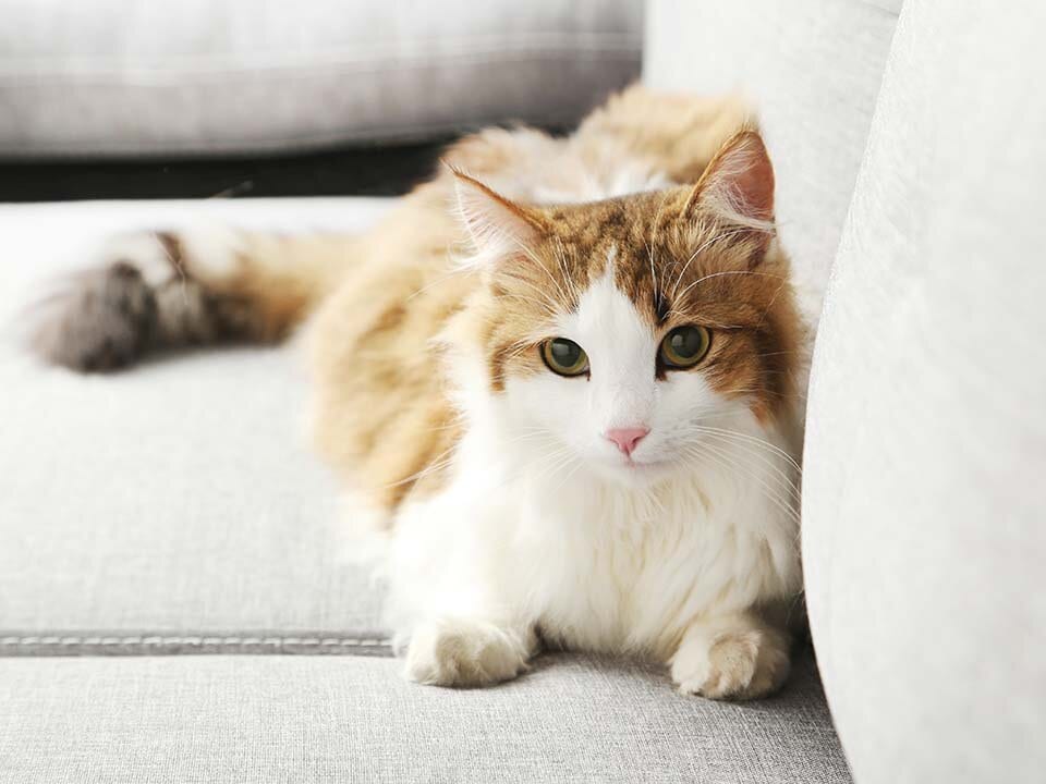 Kattelegetøj | Køb dine katte-gadgets og katte udstyr | Coolstuff (2025)